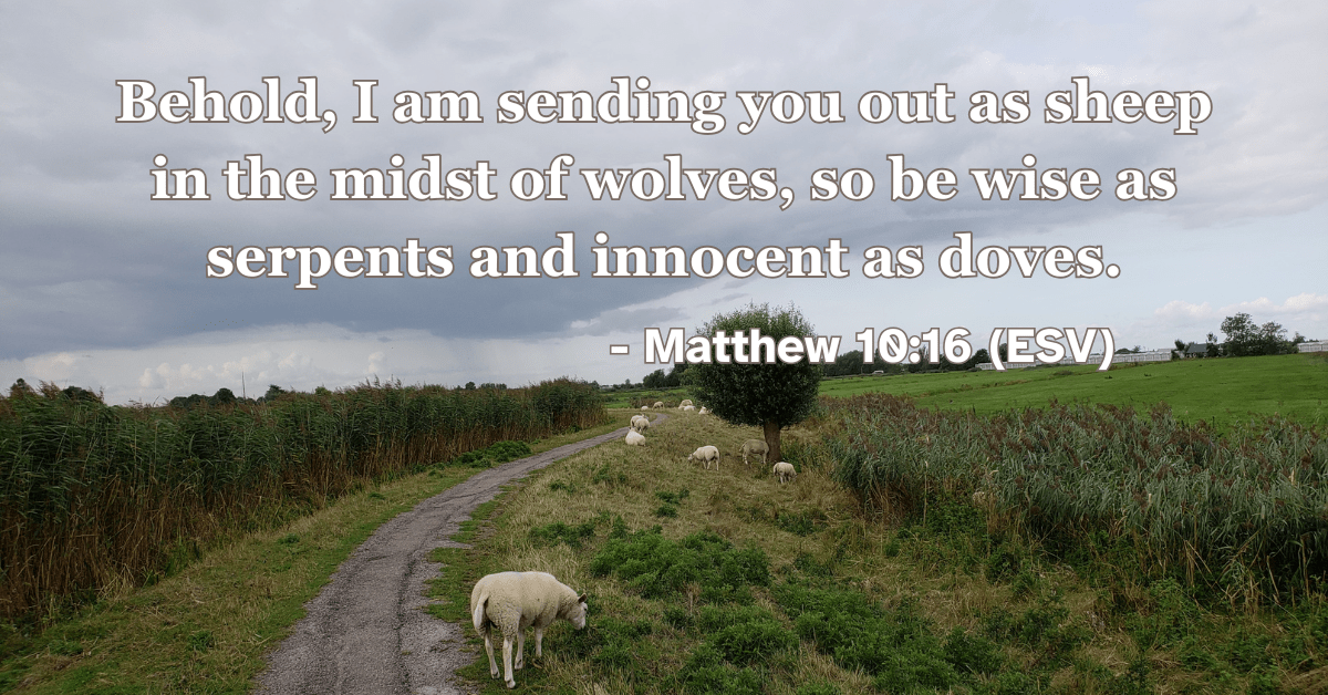 Read the New Testament in a Year: Week 40 – Matthew 7-11 – Joyful ...