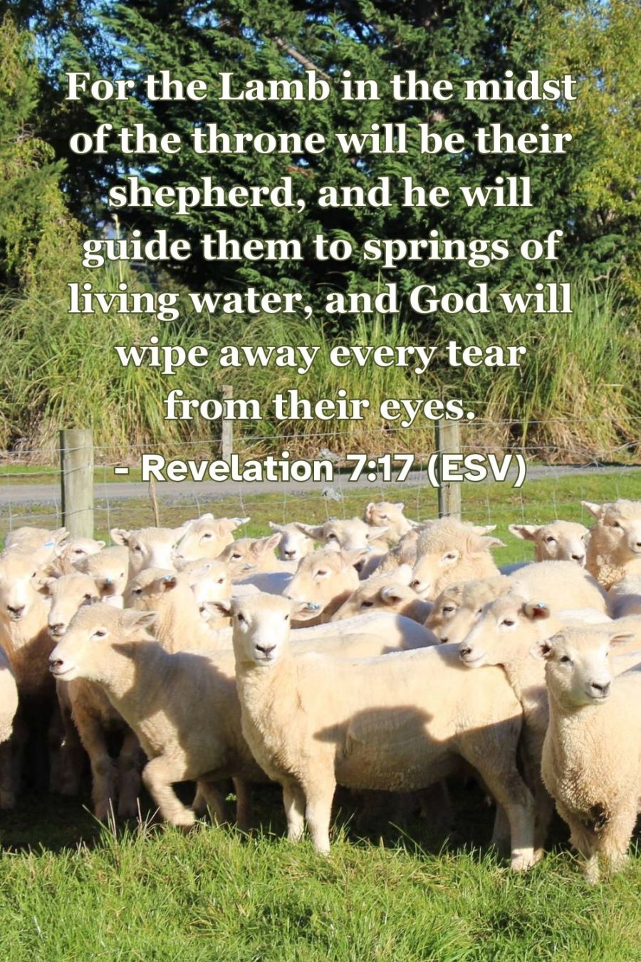 Read the New Testament in a Year: Week 49 – Revelation 3-7 – Joyful ...