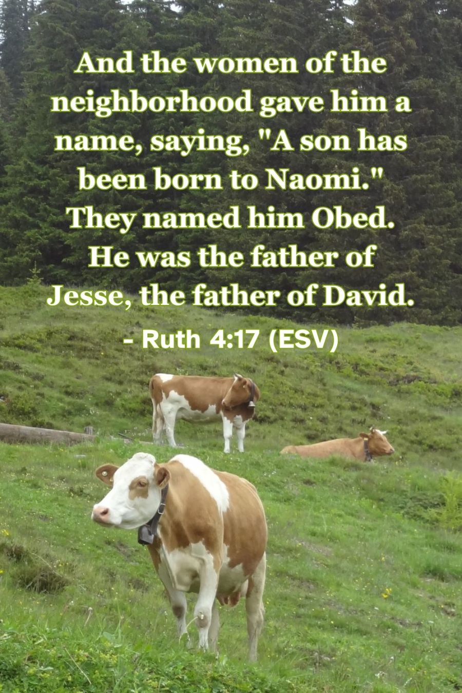 Finding Joy in Unexpected Places: 10 Bible Verses from the Book of Ruth ...